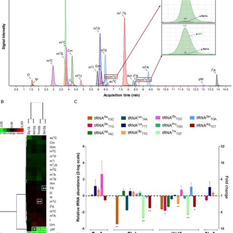 Multiple Roles Of Eif3 In Canonical And Non Canonical Translation A Download Scientific