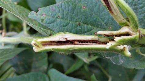 A New Emerging Soybean Pest Introducing The Dectes Stem Borer Field