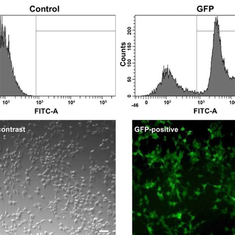 Gfp Lentiviral Vector Transduction Into Bmscs Analysis Of Infection Download Scientific