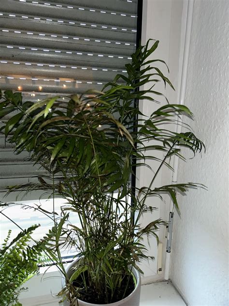 whats wrong here r plants