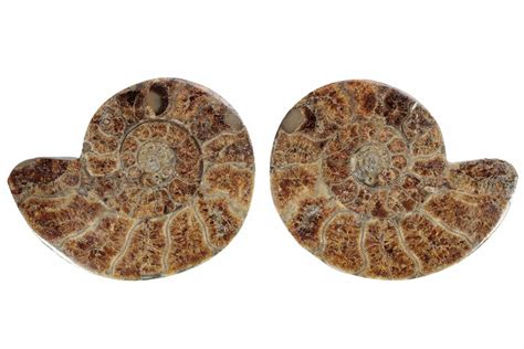 12 5 Cut Ammonite Pachydiscus Fossil With Honey Calcite Crystals