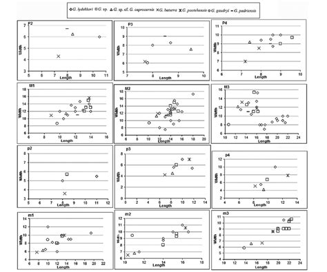Bivariate Plots Showing The Size Variation In The Described Species Of Download Scientific