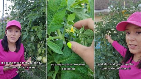 Expert Gardener Demonstrates Simple Trick For Boosting Tomato