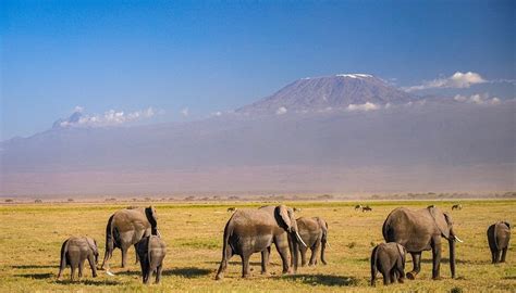 Amboseli National Park 2026 All You Should Know Before Going With
