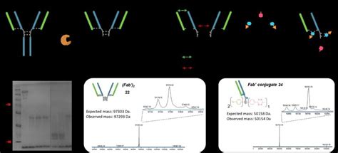 A Reaction Scheme Of Enzymatic Fab 2 Production From Native Mab Download Scientific