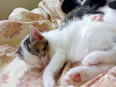 Thomas The Kitten For Sale Junk Mail Marketplace