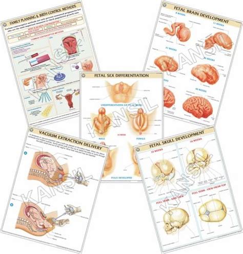 Medical Nursing Charts On Gynaecology And Obstetrics Set Of 13 Charts