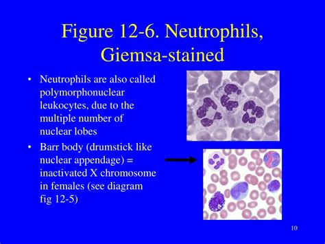 Ppt Hematopathology Powerpoint Presentation Free Download Id 852071