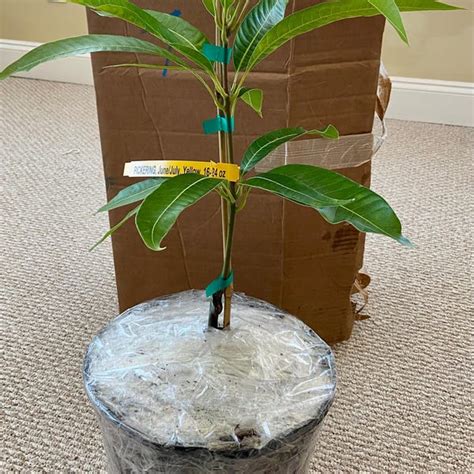 Copper Leaf Plant Acalypha Wilkesiana Live Plant Same Day Shipping