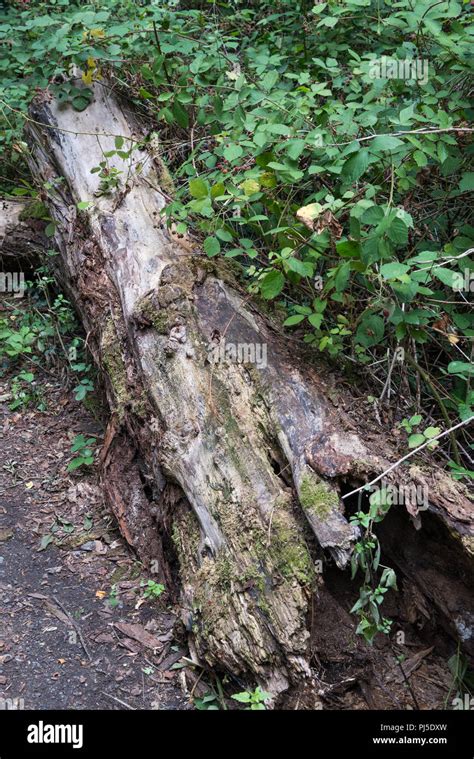 Rotting Tree Trunk Hi Res Stock Photography And Images Alamy