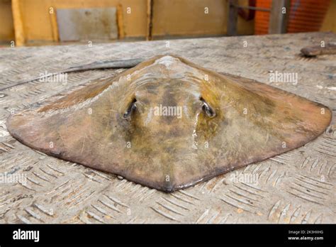 A Sting Ray Dasyatis Pastinaca On The Deck Of A Fishing Boat Before