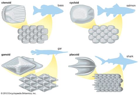 types of scales