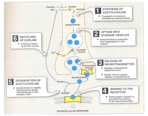 Function Of Parasympathetic Nervous System Flashcards Quizlet