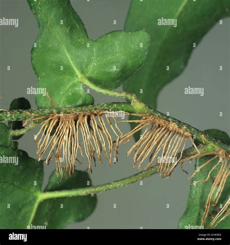 Ivy Hedera Helix Adventitious Roots Used To Clinging Onto Vertical