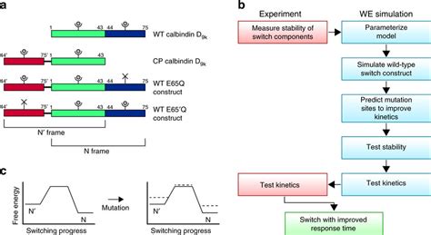 Rational Design Strategy For Improving The Kinetics Of Protein Download Scientific Diagram