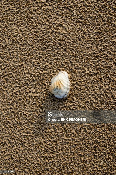 여름 해변에서 노란 젖은 모래에 바다 껍질의 최고 전망 바다 껍질은 복사 공간에 대한 그림의 중심에 위치하고 있습니다 0명에 대한 스톡 사진 및 기타 이미지 Istock