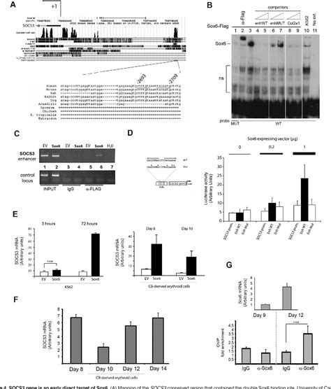 Figure 4 From Sox6 Enhances Erythroid Differentiation In Human Erythroid Progenitors Semantic