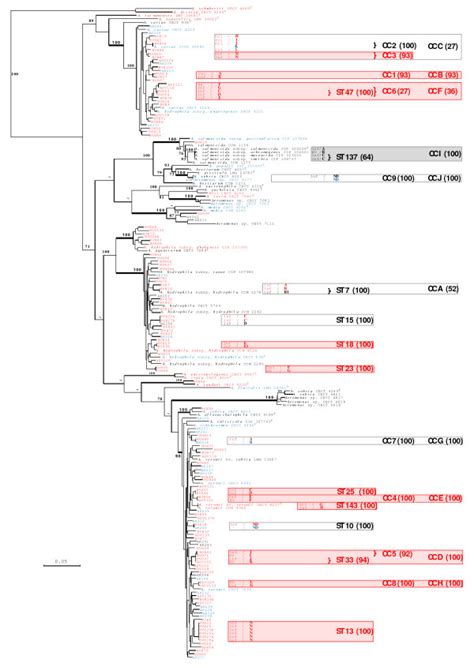Unrooted Maximum Likelihood Tree Based On Concatenated Sequences Of The Download Scientific
