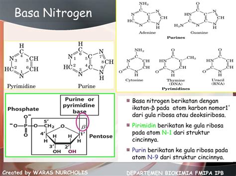 Ppt Asam Nukleat Powerpoint Presentation Free Download Id 3576801
