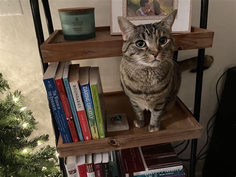 Standard Issue Holiday Bookend Rstandardissuecat