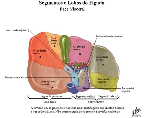 Sistema Digestório Anatomia Papel E Caneta