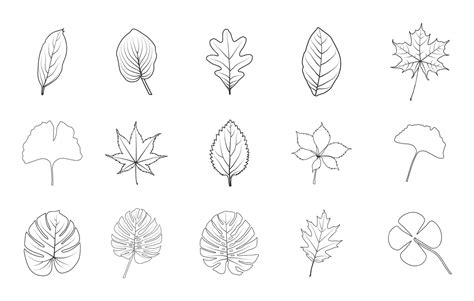 Premium Vector Leaf Outline Leaves Line Art Leaf Lineart Clip Art Leaf Outline Fall Leaf Outline