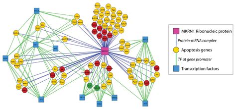 Network Analysis With Cytoscape Biocode