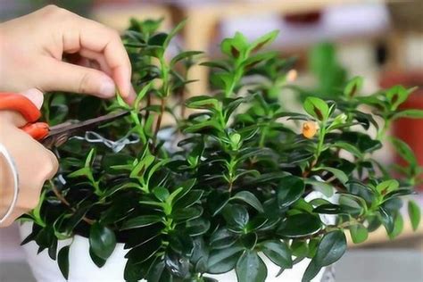 金鱼吊兰的养殖方法,放在散光充足的环境中养殖 酷蜜蜂 金鱼吊兰的养殖方法,放在散光充足的环境中养殖 酷蜜蜂