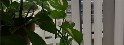 Behaviour Of Null Values In Sql How Does Null Value Affects Different By Ria Thomas Medium