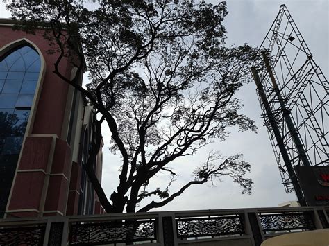 Banglore Tree Free Photo On Pixabay Pixabay