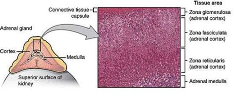 Adrenal Gland Different Parts Hormones And Functions