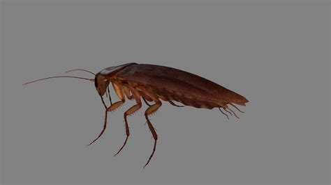 3d Cockroach Model Rigged Animated Turbosquid 2081559
