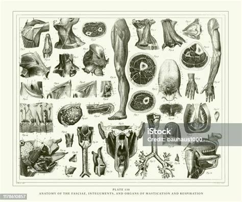 새겨진 골동품 근막의 해부학 매스틱과 호흡 조각 골동품 일러스트의 통합 및 장기 출판 1851 0명에 대한 스톡 벡터 아트 및 기타 이미지 Istock