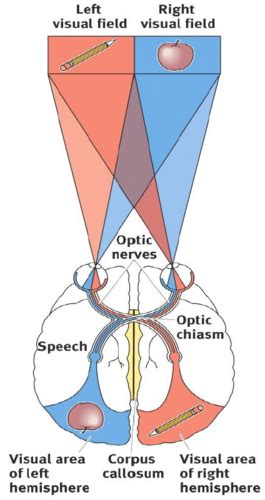 Hemispheric Lateralisation Flashcards Quizlet