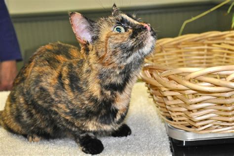 Insights Into Veterinary Endocrinology Diagnosing Cats With Borderline
