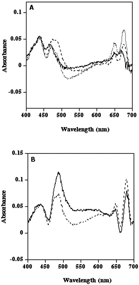 The Binding Of Xanthophylls To The Bulk Light Harvesting Complex Of