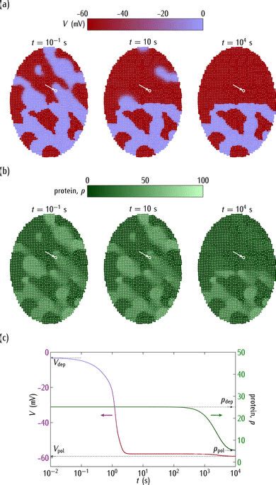 The Cell Potential Regionalisation Caused By A Spatial Heterogeneity Of