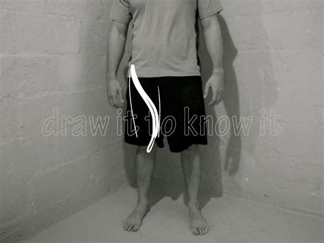 Gross Anatomy Glossary Sartorius Ditki Medical And Biological Sciences