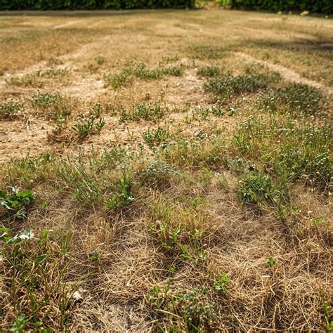 Grassland Soil Images Free Download On Freepik