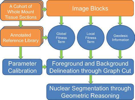 Work Flow In Nuclear Segmentation For A Cohort Of Whole Mount Tissue