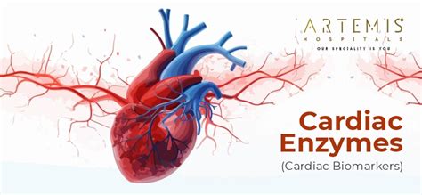 Cardiac Enzymes