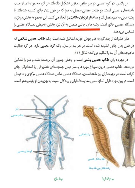 تدریس دستگاه عصبی جانوران زیست شناسی یازدهم تجربی کنکور آکادمی امروز