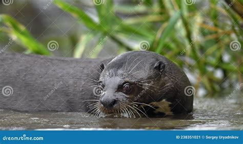 Giant Otter In The Water Giant River Otter Pteronura Brasiliensis