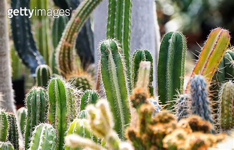 Group Of Different Cactus Plants In Botany Garden 이미지 1066189474 게티