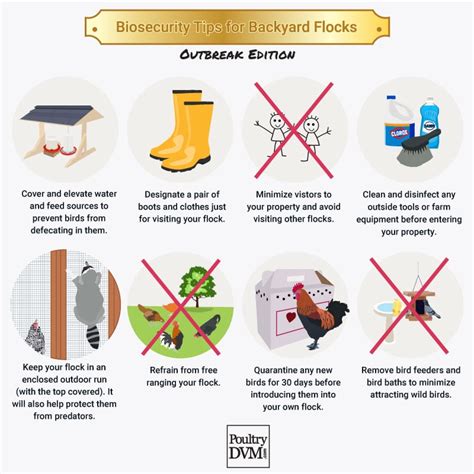 Tips For Protecting Your Flock During Outbreaks R Chickens