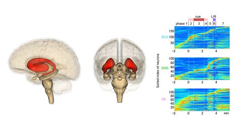 StriatumHomePageImage Okinawa Institute Of Science And Technology OIST
