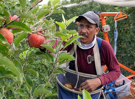 Short Expectations For Washington Apple Crop Good Fruit Grower