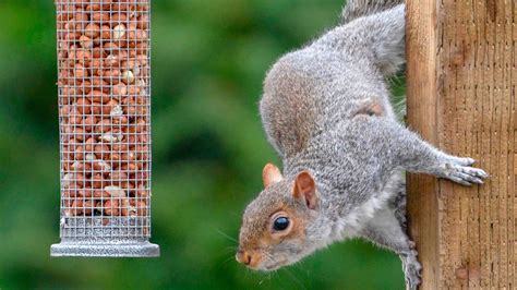 How To Humanely Deter Stray Cats From Your Property Homes And Gardens