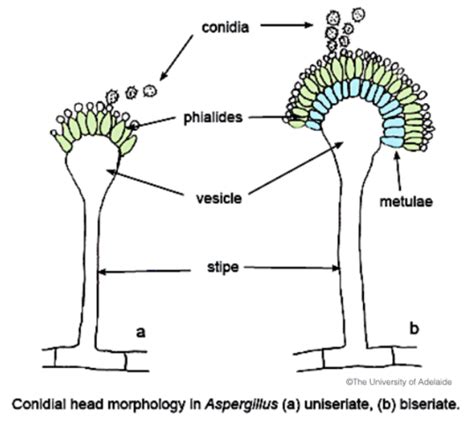 Aspergillus Microscope Label