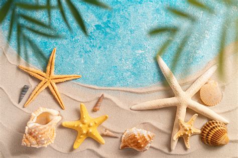 여름 해변 배경 쉘 바다 스타 흐리게 팜 휴가 및 여행 개념 플랫 레이 탑 뷰 복사 공간 최소한의 이국적인 개념 모래 파도와 바다의 창조적 인 레이아웃 0명에 대한 스톡